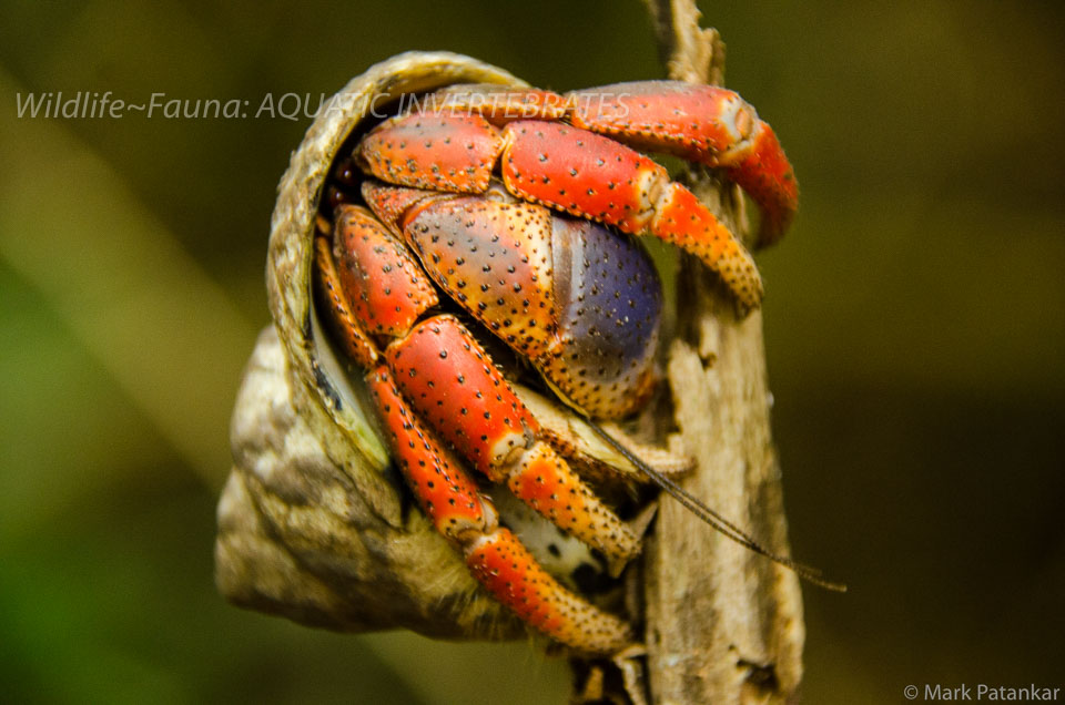 AQUATIC INVERTEBRATES - Photo Ecosphere